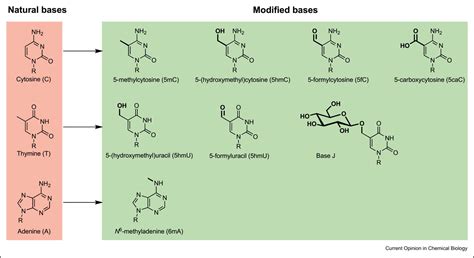 Base Modification Services Nucleic Acid Formulation Cd Formulation