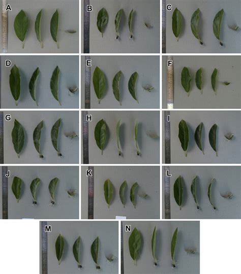 macro morphological performance of leaves as a result of gamma