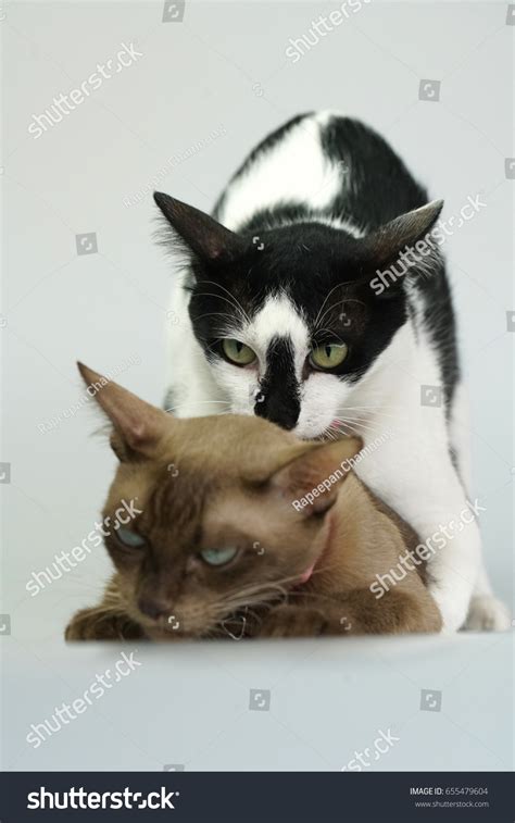 Cat Having Sex Cat Make Love Stock Photo Shutterstock