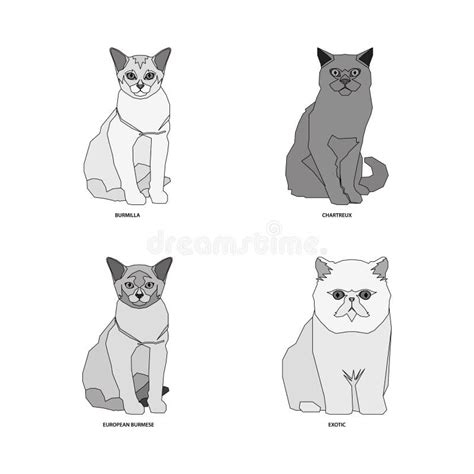 Set Of Cat Breeds Illustration Stock Illustration Illustration Of
