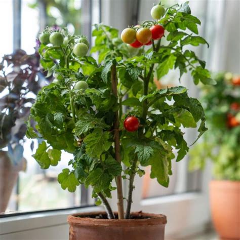 16 Tomato Varieties For Canning Tomato Garden