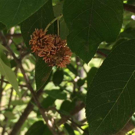 Cedar Hawthorn Rust On Amelanchier Serviceberry Walter Reeves
