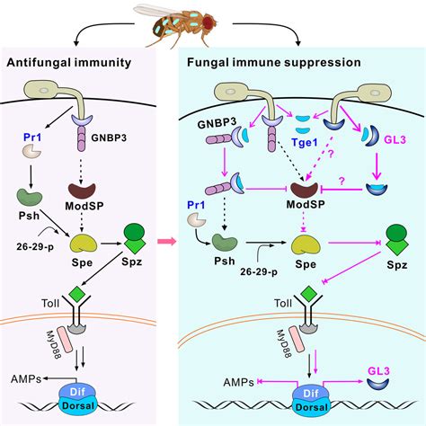 Suppression Of Drosophila Antifungal Immunity By A Parasite Effector
