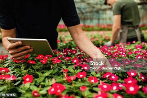 꽃을 검사하고 온실에서 터치 패드를 사용하여 품질 관리 검사관의 클로즈업 남자에 대한 스톡 사진 및 기타 이미지 남자 원예 용품점 태블릿 Istock