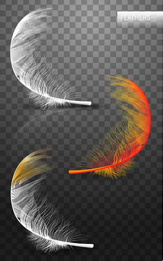 현실적인 스타일 투명 한 배경을에 깃털 Twirled 절연 떨어지는 솜 털 벡터 일러스트 레이 션 0명에 대한 스톡 벡터 아트 및 기타 이미지 Istock