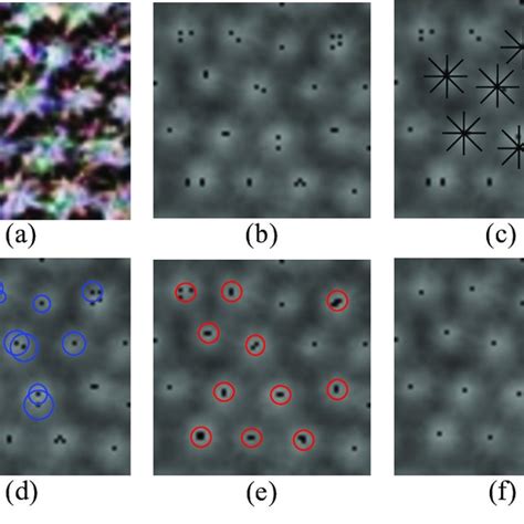 The Overall Process Of The Original Tree Crown Detection Algorithm A