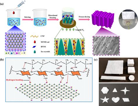 A Schematic Diagram Of The Preparation Of Anisotropic Si Cnfbnns