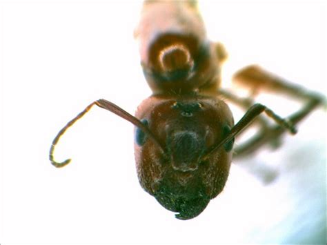 First Dissecting Microscope Photos Of Ants And Their Forage The Ant