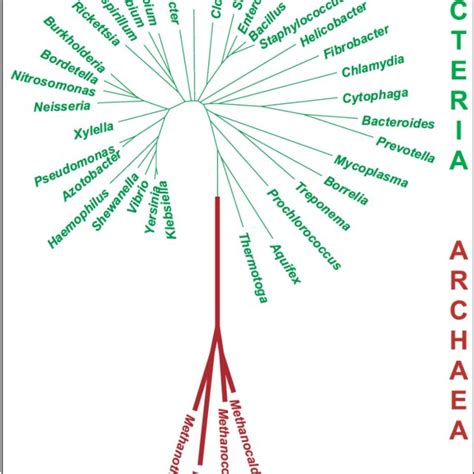 Carl Woese View At The Procariotic Tree Of Life We Reproduced In Download Scientific Diagram