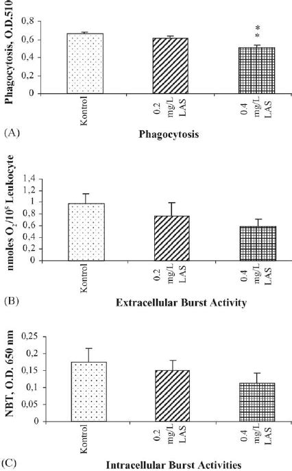 Phagocytosis A And Respiratory Burst Activities Extracellular B