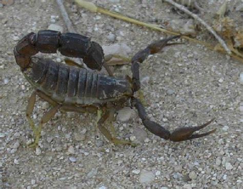 ისინი მსოფლიოს ყველაზე საშიში ცხოველები არიან