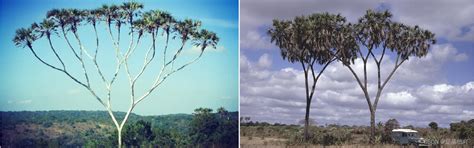 【数据结构】树和二叉树的概念及结构明确树和二叉树研究的对象理解树和二叉树的概念、逻辑结构和存储结构 Csdn博客