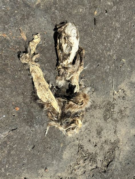 Coyote Kill Ranimaltracking