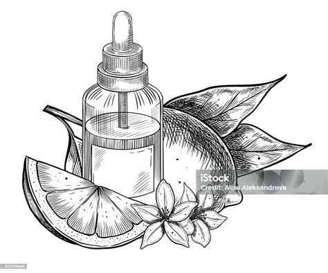 손으로 그린 벡터 일러스트 레이 션 유리 병과 레몬 슬라이스 꽃 조각 스타일의 잎 요리 및 미용 프로젝트를 위한 감귤류 과일과 에센셜 오일의 선형 드로잉 과일에 대한 스톡