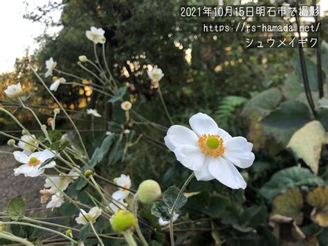 シュウメイギクの毒性ついて獣医師がわかりやすく解説自然植物図鑑