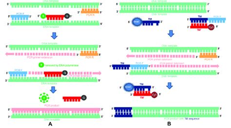 A Schematic Representation Of The Taqman Probe Real Time Pcr System Download Scientific