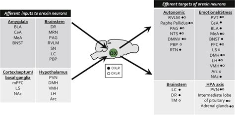 Afferent Inputs And Efferent Targets Of The Orexin System A Schematic