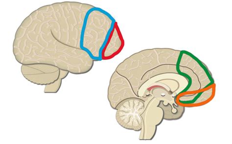 Psyc 3724 Lecture 1 2 Executive Function Disorders Flashcards Quizlet