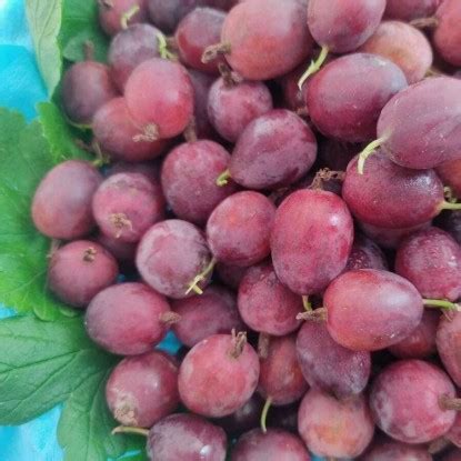 Саженцы крыжовника купить в Минске, по Беларуси почтой, каталог