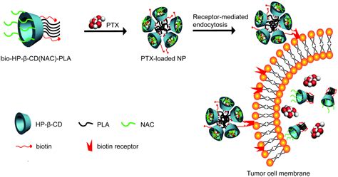 Functionalized Hydroxypropyl‐β‐cyclodextrin Derivative As A Versatile Nanovehicle For Delivery