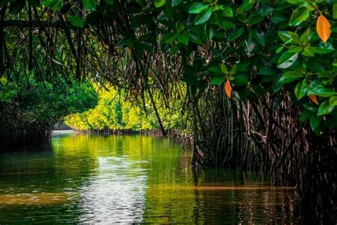 Biodiversity Hotspots A Look At Top 5 Mangrove Forests In India Times Of India Travel