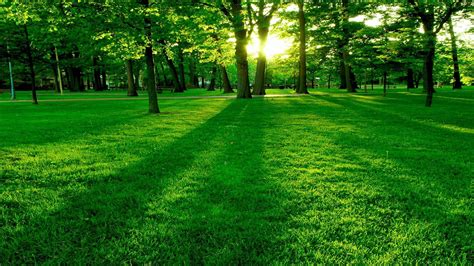 Green Colour Wallpapers Top Free Green Colour Backgrounds