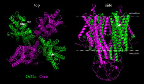 Olfactory Receptors Model Of A Hypothetical Heterotetrameric Complex
