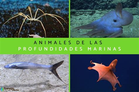 12 De Las Especies Marinas Más Antiguas Que Existen Hoy Tsqk