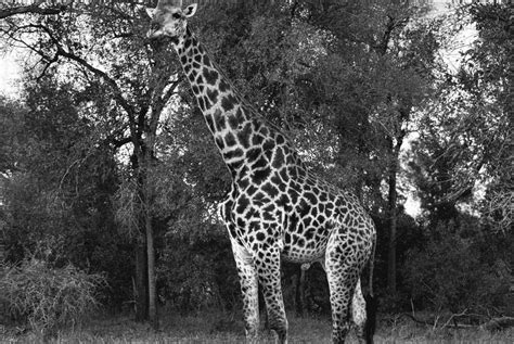 Dimple Patel The Independent Photographer