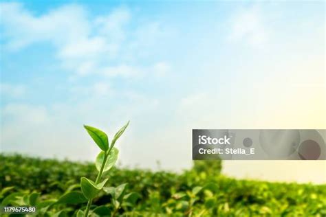 신선한 녹차 잎과 꽃 봉오리를 배경으로 차 농장과 푸른 하늘 추이 퐁 차 농장 매 찬 치앙라이 태국 0명에 대한 스톡 사진 및 기타 이미지 Istock