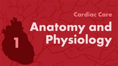 Cardiac Care 1 Anatomy And Physiology Ausmed Lectures