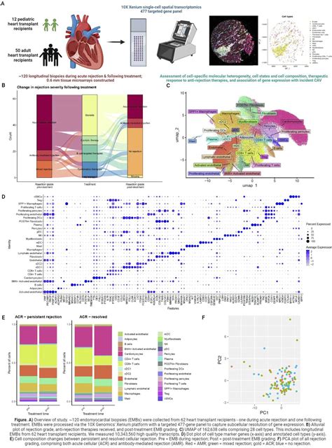Myocardial Single Cell Spatial Transcriptomics Characterizes Molecular