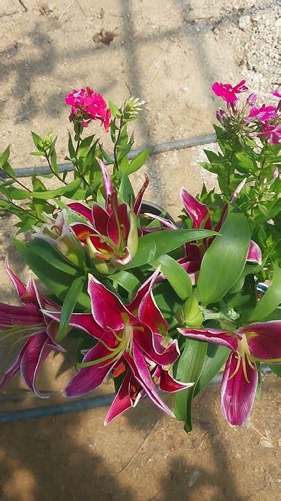 빈약해 보이는 빈 공간을 채워줄 새로들인 예쁜이들 입니다 Youtube