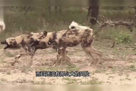 雄狮奶爸带幼崽跟人类父亲如出一辙幸亏母狮及时赶到 父亲 雄狮 人类