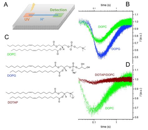 Representative Records Of Interfacial Proton Migration A