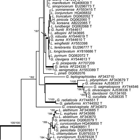 Ml Tree Derived From Analysis Of Its2 Lsu Dataset Bold Branches Have
