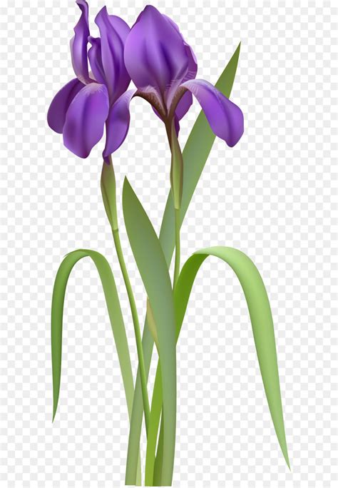Collection Of Iris Flower Png Hd Pluspng