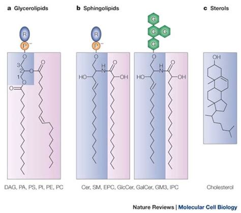 Biochemistry Final Flashcards Quizlet