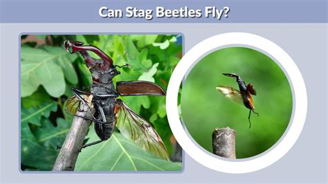 Are Stag Beetles Dangerous Facts About Bites Flying And Diet