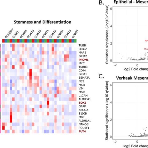 Expression Of Stemness And Differentiation Marker And Emt Genes In Gbms