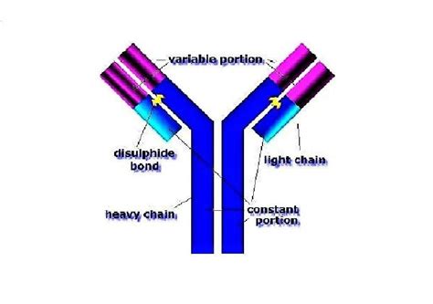 Antibody Definition Functions And Classification Immunology Notes