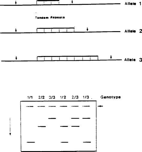 Figure 2 From The Use Of The Linear Amplification Method To Detect Dna