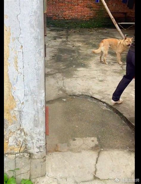 主人搬家狗以为不要它了，委屈眼巴巴看着不敢动，它曾经被遗弃过