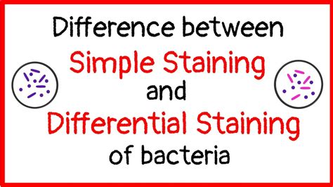 Difference Between Simple And Differential Staining Of Bacteria Youtube