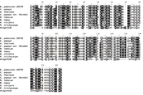 dna sequence alignment of selected hsp70 genes and vphsp70 download