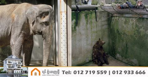 រូប ៥ សន្លឹក ឃើញ ខ្លោច ចិត្ត បង្ហាញ ពី អារម្មណ៍ ឯកា របស់ សត្វព្រៃ មិន ចង់ នៅ ក្នុង សួនសត្វ