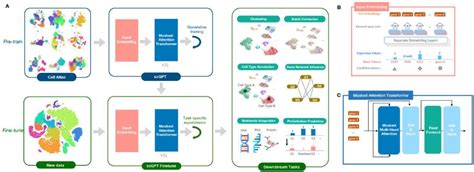 Singlecellanalysis Bioinformatics Genomics Scgpt Aiinscience Alfonso Saera Vila