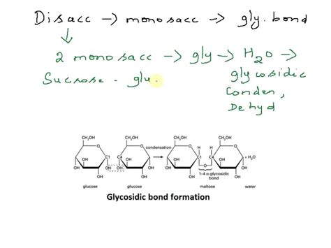Solved Draw The Disaccharide Form Between D Glucose And D Galactose In Condensation Reaction