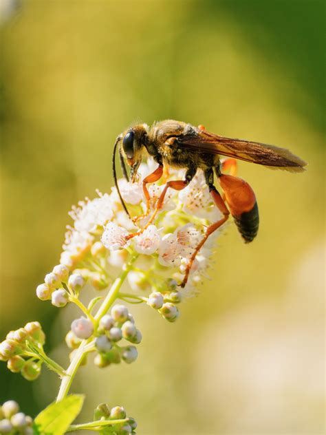 Thrips Pollination Of The Dioecious Ant Plant Macaranga Hullettii