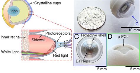Image Sensors World Bioinspired Sensor Can See In The Dark